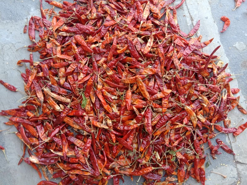 334 Fatki Dry Red Chilli Manufacturer, Exporter, Trader in Guntur ...