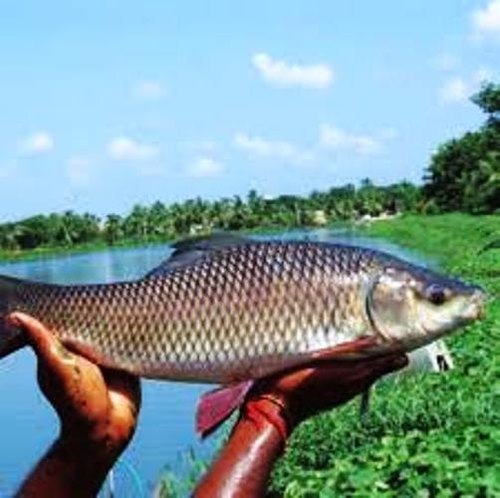 Sinking Fish Feeds,Sinking Fish Feeds Manufacturer & Wholesale Supplier ...