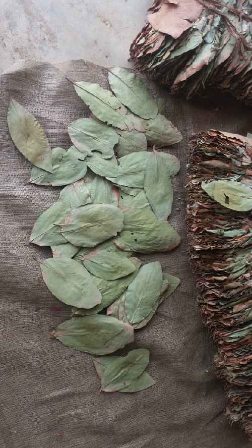 Tendu Leaves Manufacturers,Wholesale price for Tendu Leaves in India ...